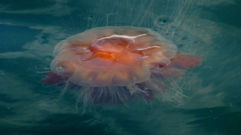 UK jellyfish boom: Your pictures - BBC News