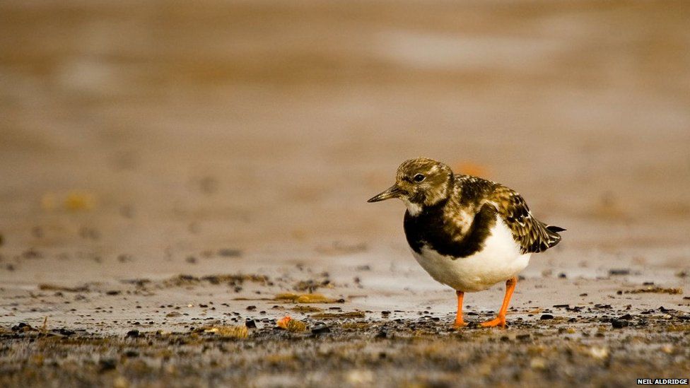 Gibraltar Point Nature Reserve wildlife boosted by warm summer - BBC News