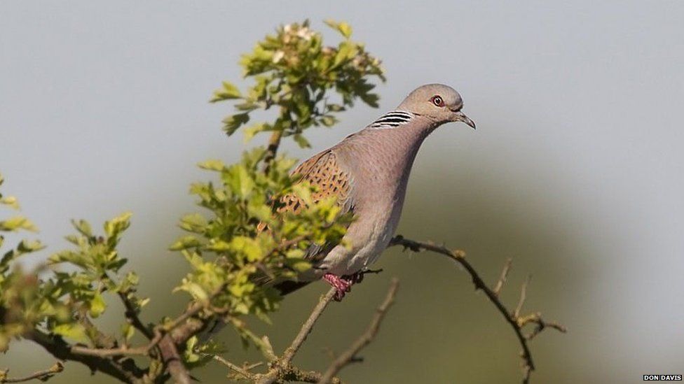 Gibraltar Point Nature Reserve wildlife boosted by warm summer - BBC News