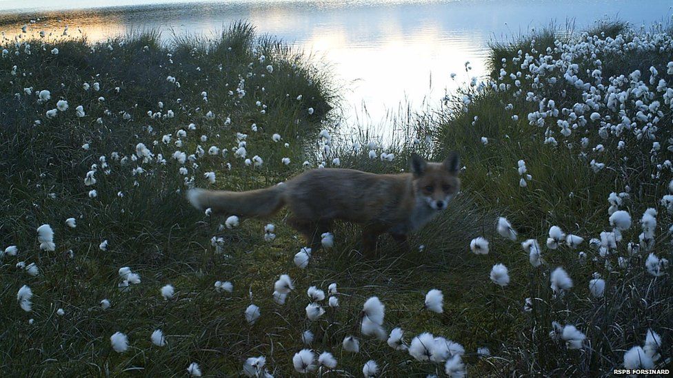 Bog life: Animals photographed on RSPB reserve - BBC News