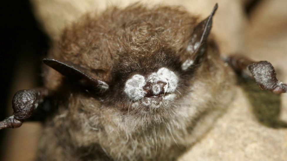 Concern as US bat-killing disease jumps to west coast - BBC News