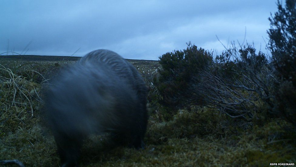 Bog life: Animals photographed on RSPB reserve - BBC News