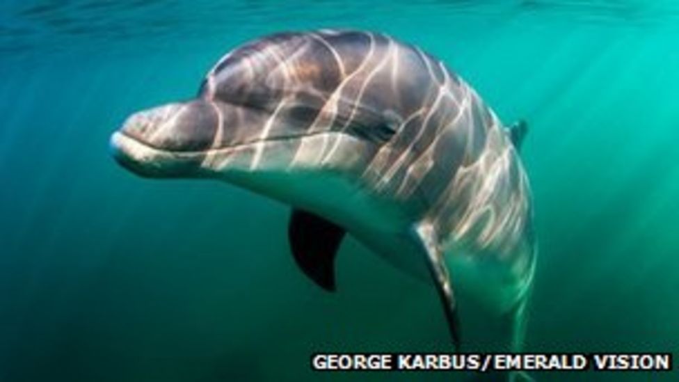 Warning as Dusty the dolphin injures swimmers off Irish coast - BBC News