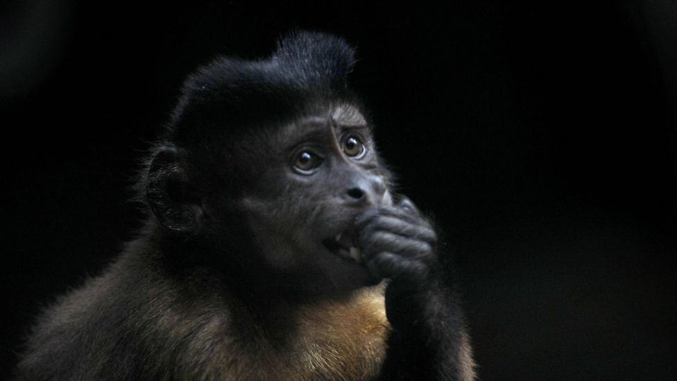 Howler monkeys back in Rio's Tijuca park after 100 years - BBC News