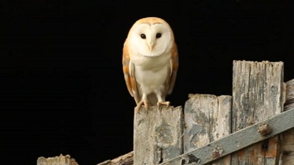 NI Wildlife charity in bid to protect 'banshee' barn owl - BBC News