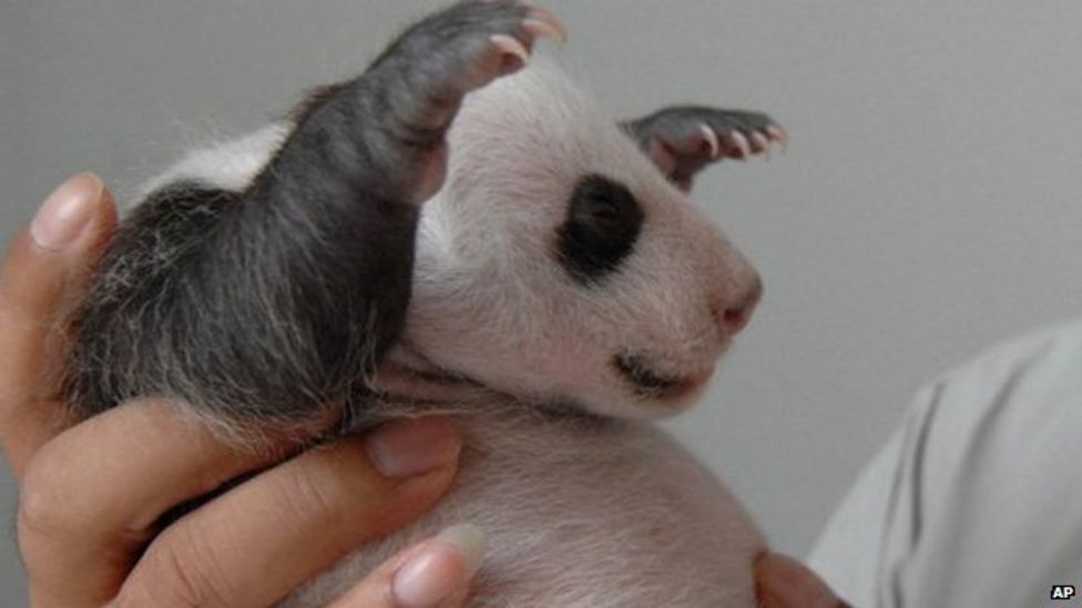 Glasgow University team aims to help develop 'formula milk' for pandas ...