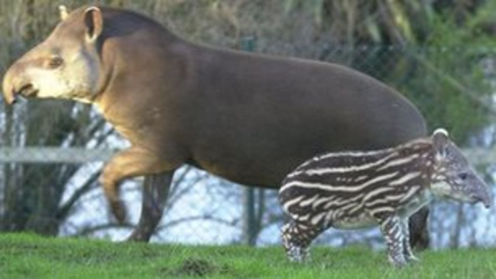 Toddler and mum mauled in Dublin zoo tapir attack - BBC News