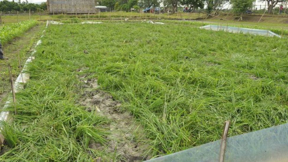 'Golden rice' GM trial vandalised in the Philippines - BBC News