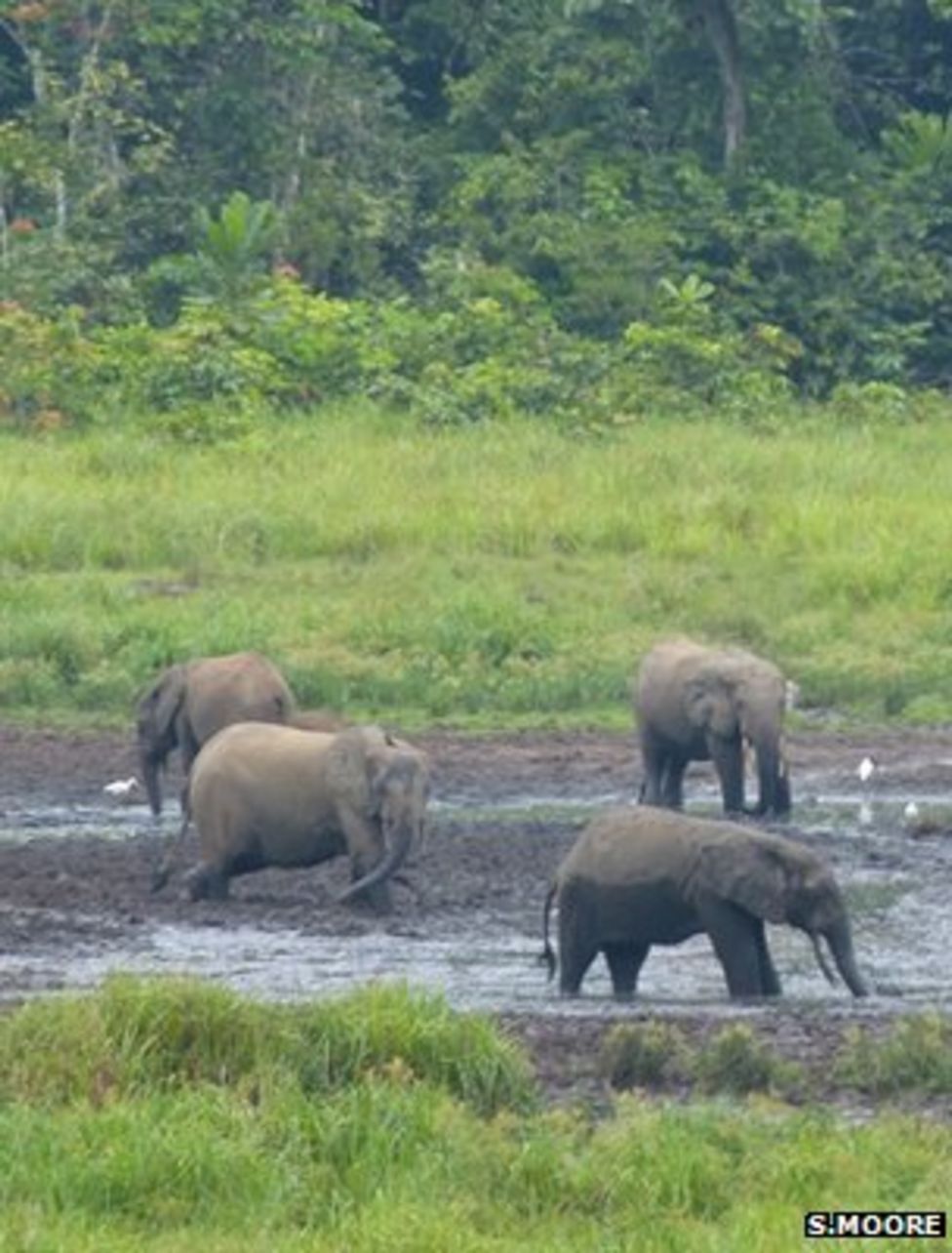 Ecologists learn lessons from the 'ghosts of megafauna' - BBC News