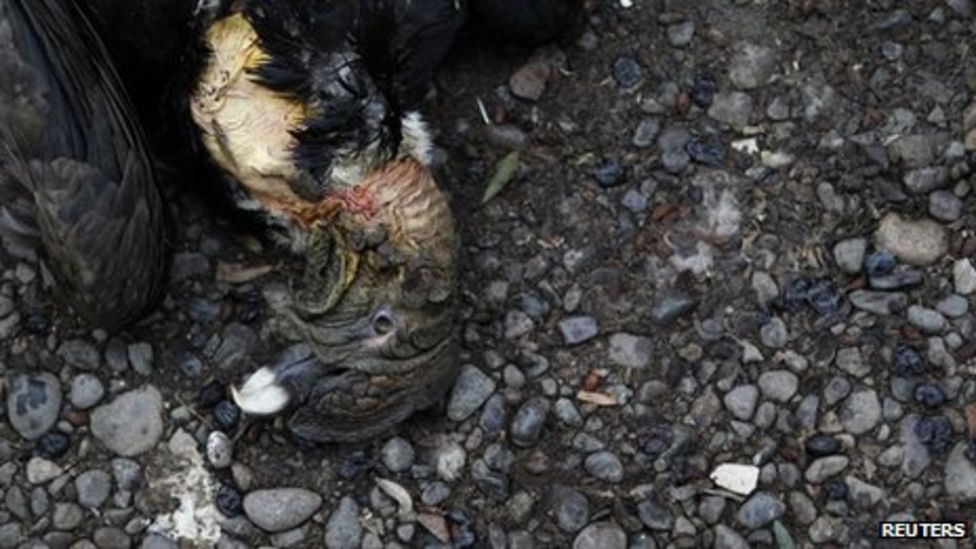 Chile investigates unexplained Andean condor deaths - BBC News