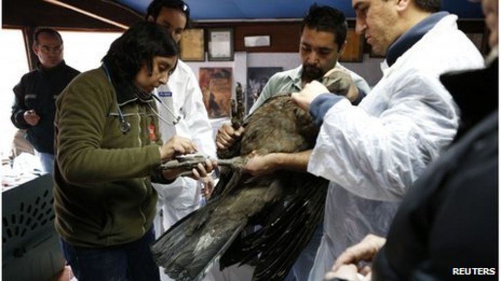 Chile investigates unexplained Andean condor deaths - BBC News