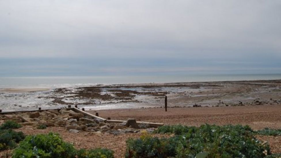 'Little known' about ancient Pett Level sunken forest - BBC News
