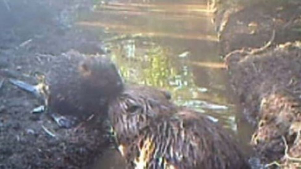 Wild beavers spotted in Devon to be 'rehomed' - BBC News
