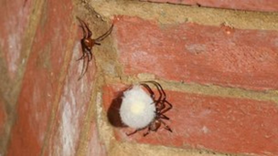 Norwich John Innes Centre finds cave spiders under manhole - BBC News