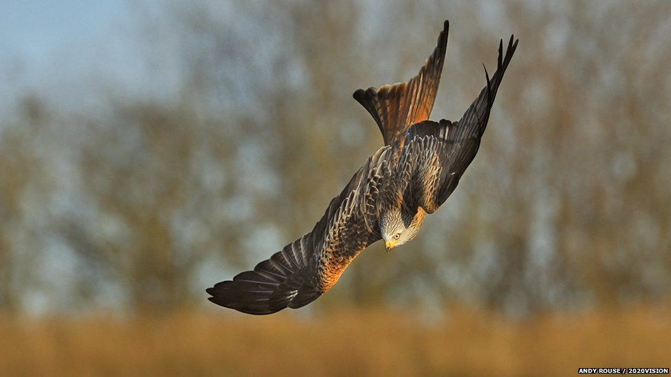Photographers capture amazing wildlife in the UK - BBC Newsround