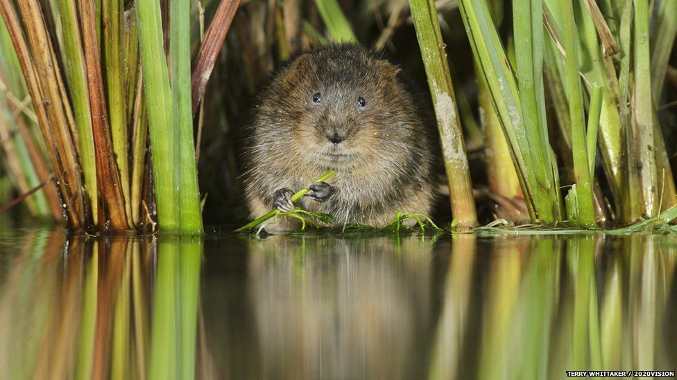 photographers-capture-amazing-wildlife-in-the-uk-bbc-newsround