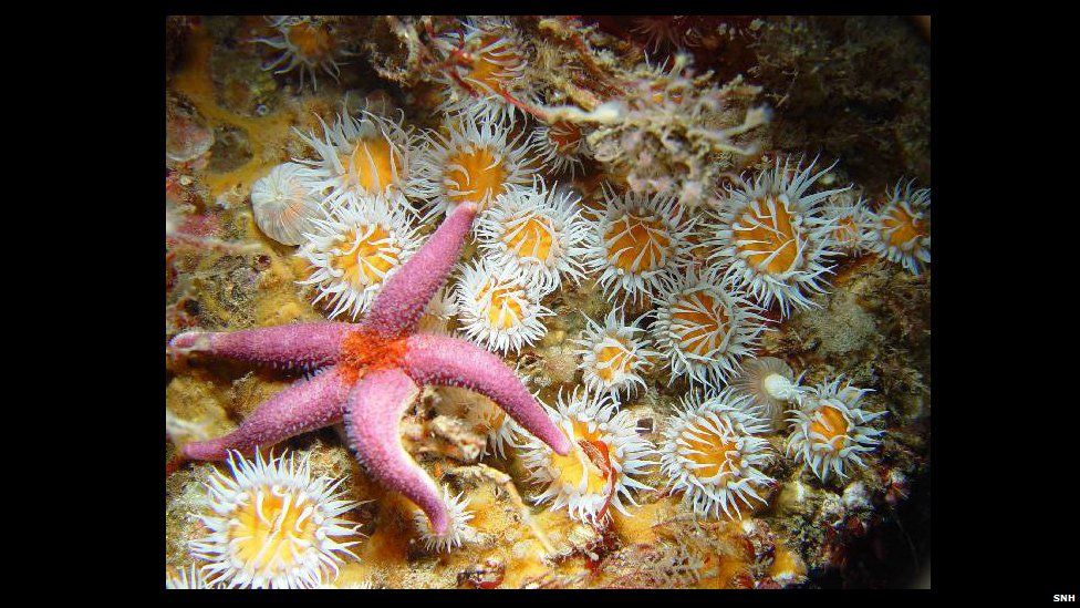 In pictures: Scotland's marine wildlife - BBC News
