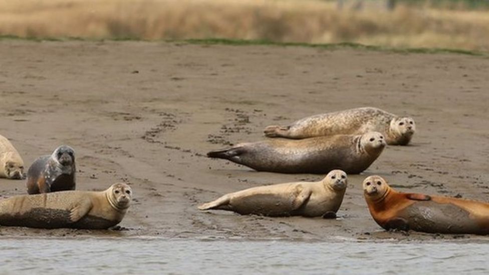 Seal emerges from Thames and surprises Teddington lifeboat crew - BBC News