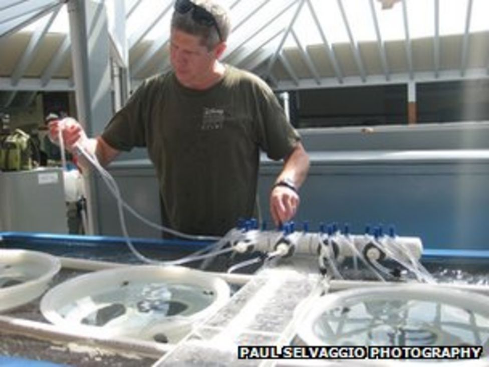 Can we restore the world’s coral reefs? - BBC News
