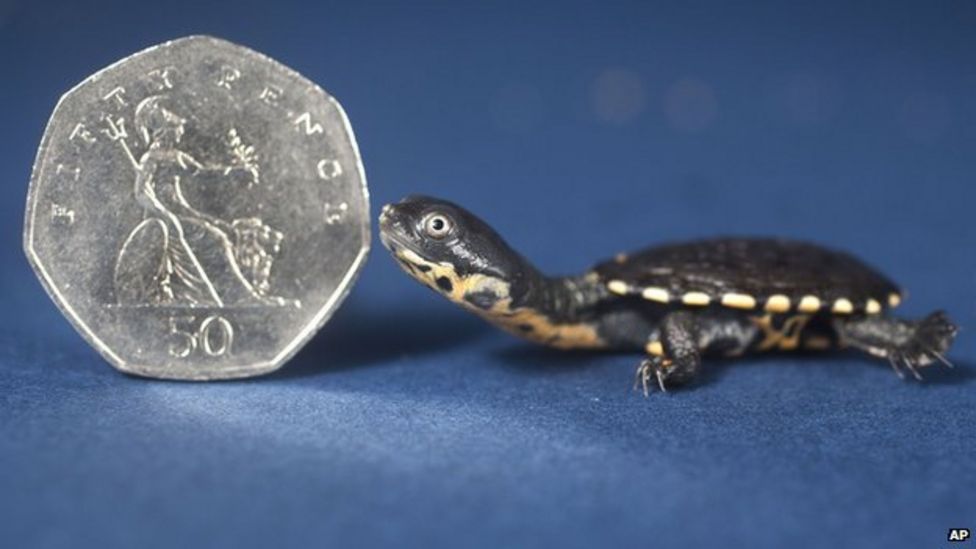 Rare tiny turtles born at Sea Life Centre - BBC Newsround