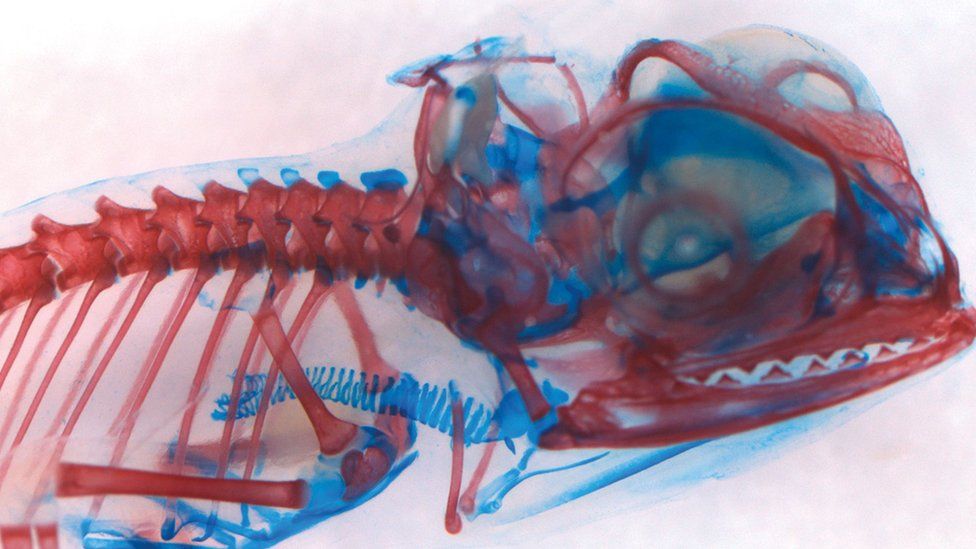 What am I looking at? Science snaps from around world - BBC News