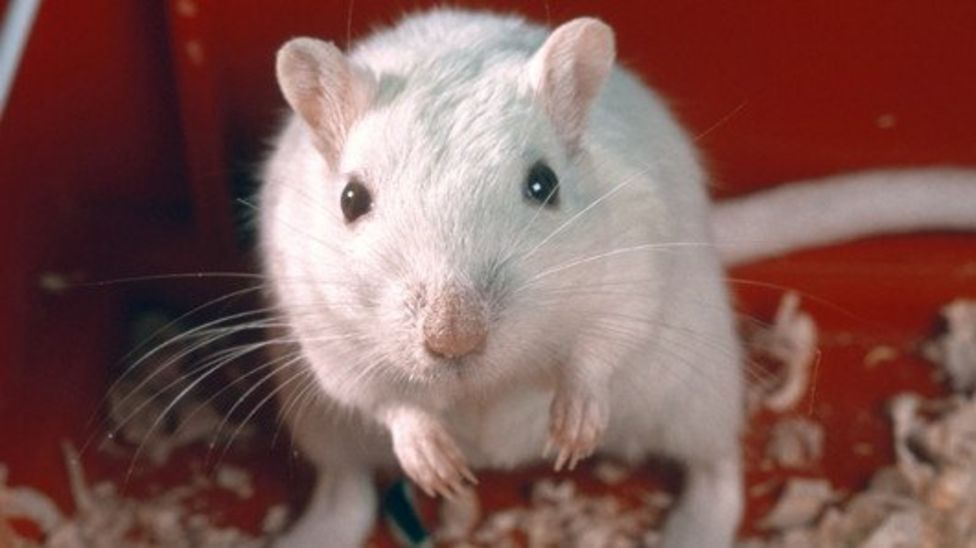 Mouse memories 'flipped' from fearful to cheerful - BBC News