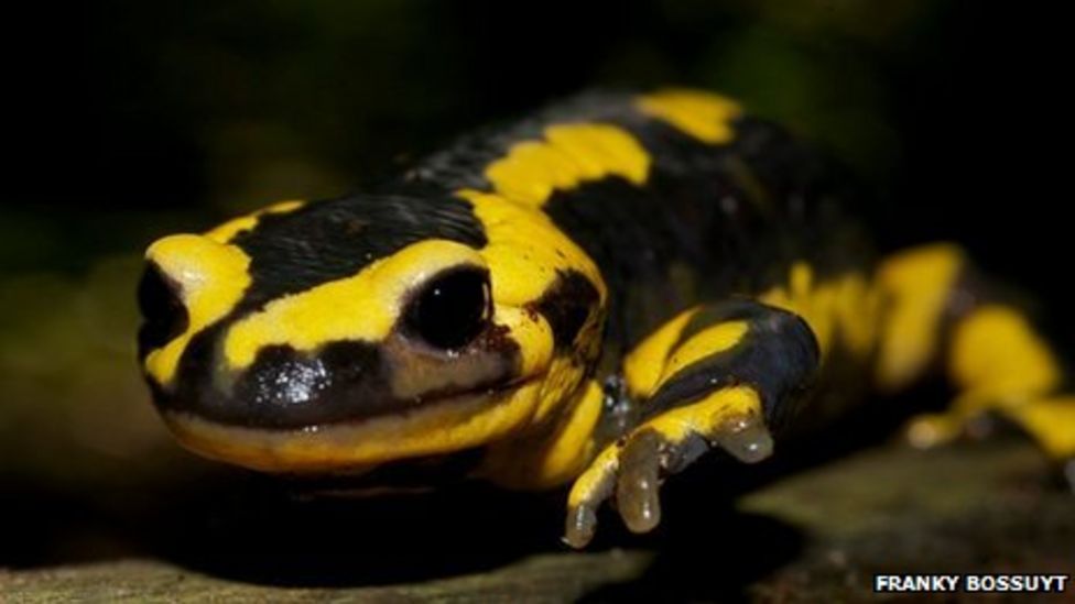 Salamander threatened by skin-eating fungus - BBC News