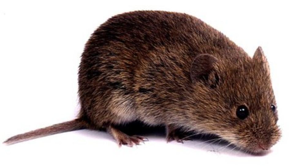 Orkney vole 'came from Belgium with farmers 5,000 years ago' - BBC News