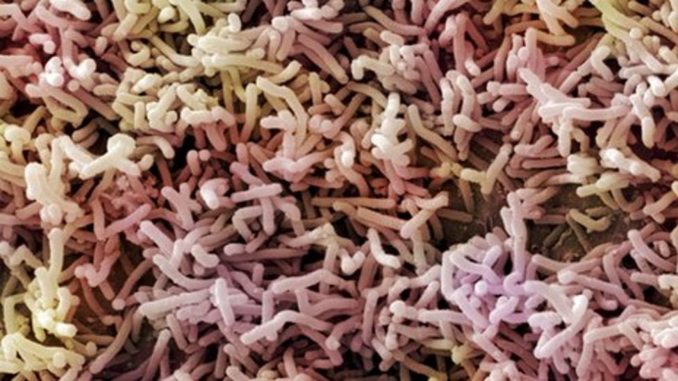 Gut bacteria 'may be obesity weapon' - BBC News