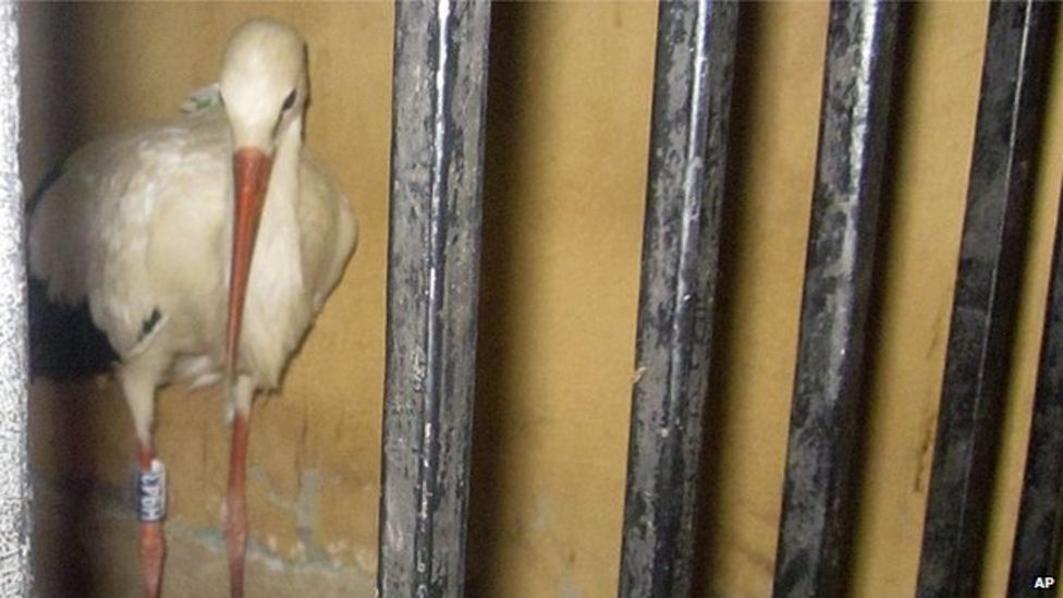 The animals accused... of spying! - BBC Newsround