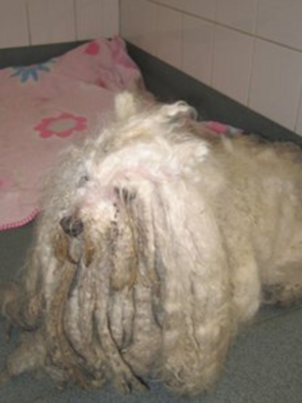Dog with severely matted coat left in Fife lay-by - BBC News