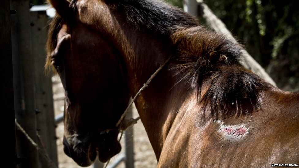 In pictures: Animal welfare in Ethiopia - BBC News