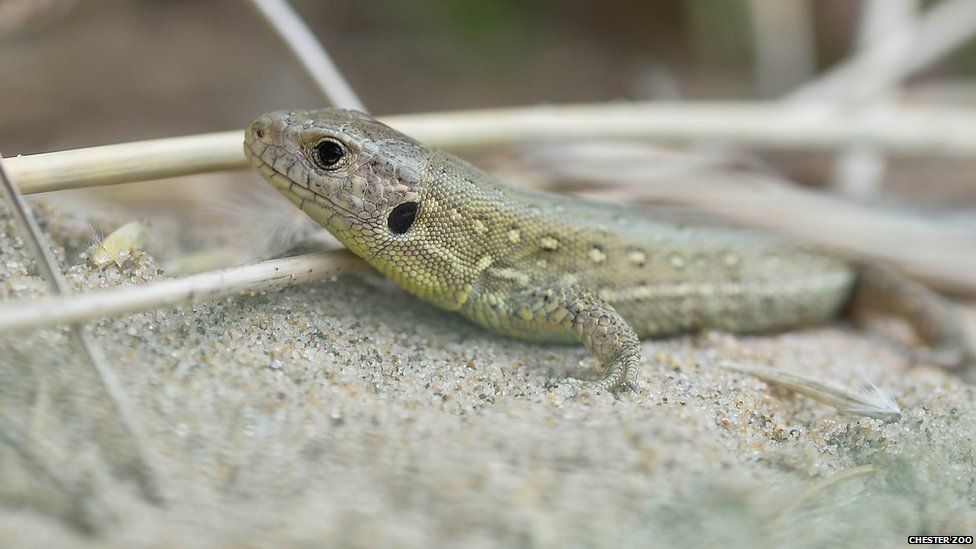 Sand lizards released into wild - BBC Newsround