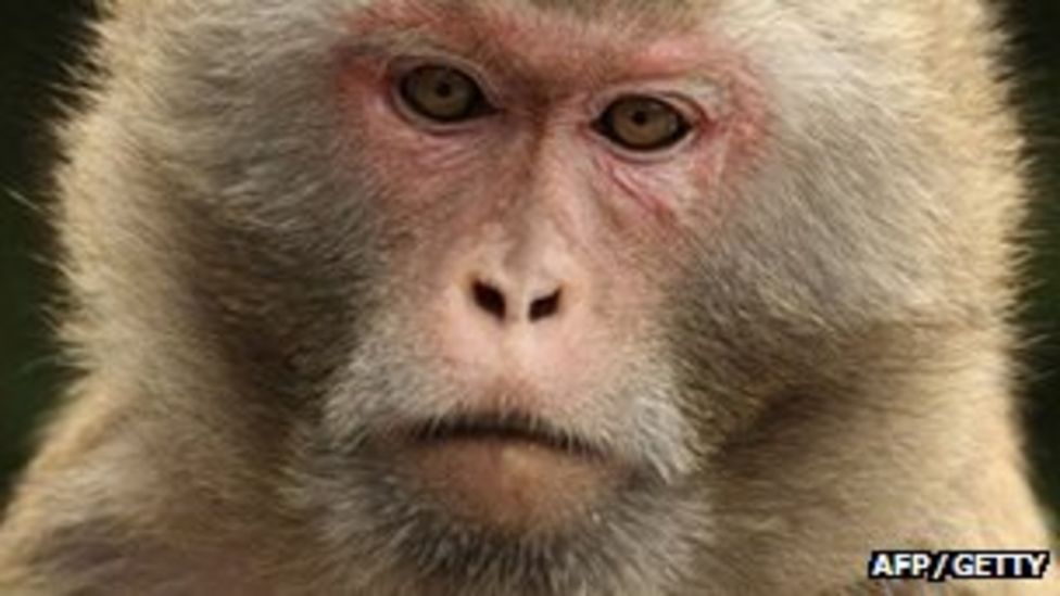 Vaccine 'clears HIV-like virus' in monkeys - BBC News
