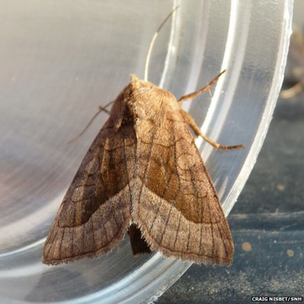 In pictures: Loch Leven's colourful moths - BBC News