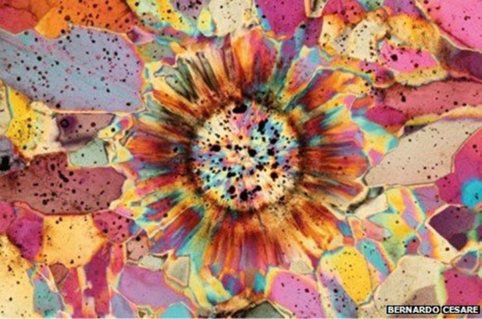 Science images from across the globe - BBC News