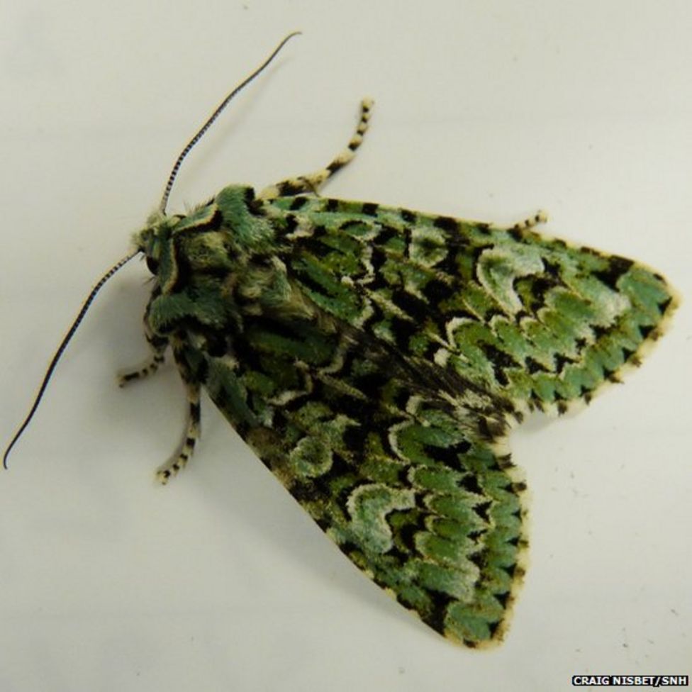 In pictures: Loch Leven's colourful moths - BBC News