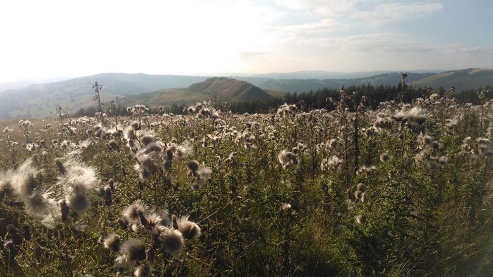 Your Pictures: Photos from Wales - BBC News