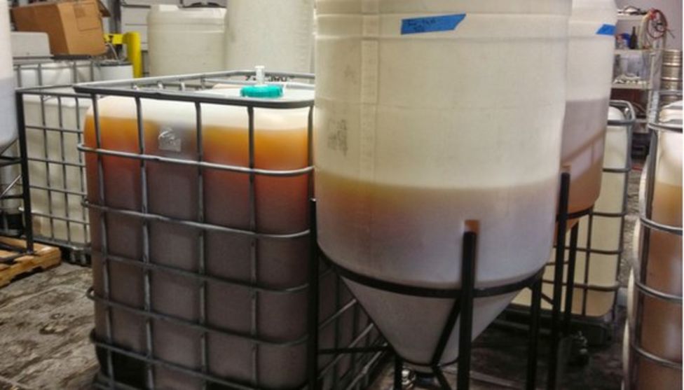 The drink of kings makes a comeback - BBC News