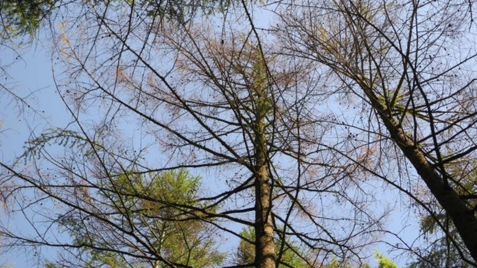 750,000 trees replace felled larch disease woodland - BBC News