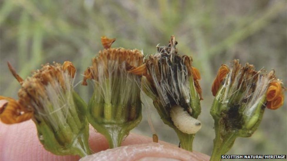 Fly only found in Highland dunes 'need more research' - BBC News