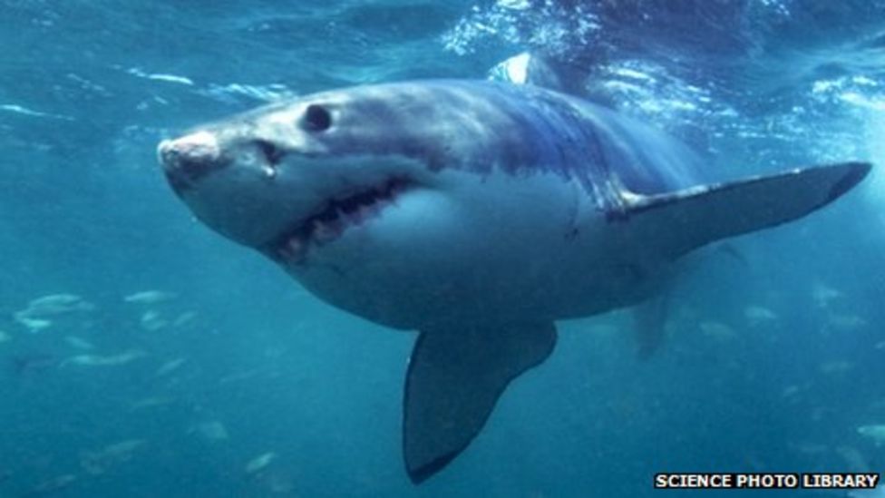 Shark antibodies 'may target breast cancer' - BBC News