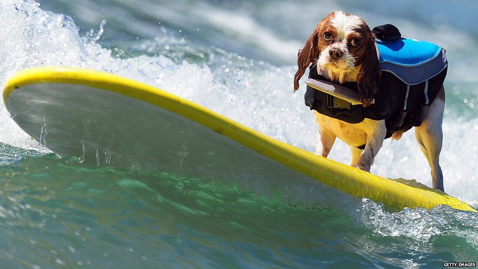 Dog surfing competition takes place in California - BBC Newsround