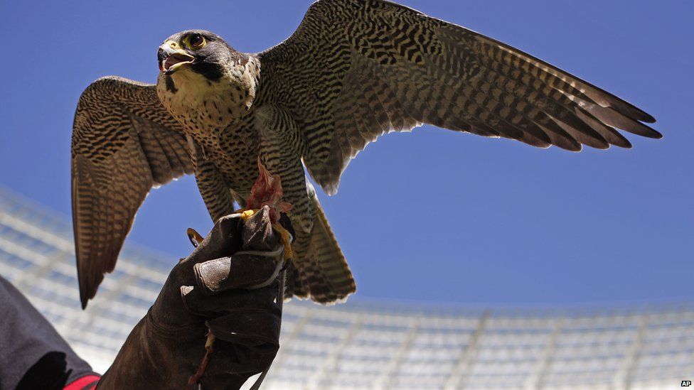 Africa in pictures: 27 September-3 October 2013 - BBC News