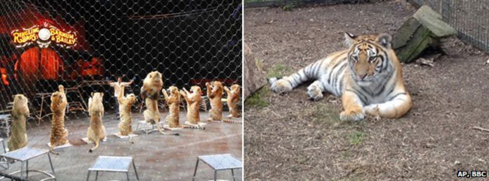 The man who bred 120 tigers in rural Lincolnshire - BBC News