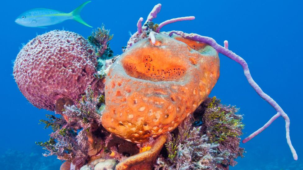Deep-sea sponge reef found at site of extinct volcano - BBC News