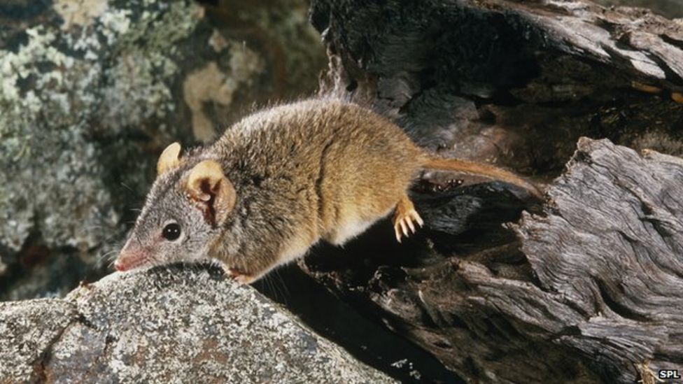 Sex is matter of life, then death for male marsupials - BBC News