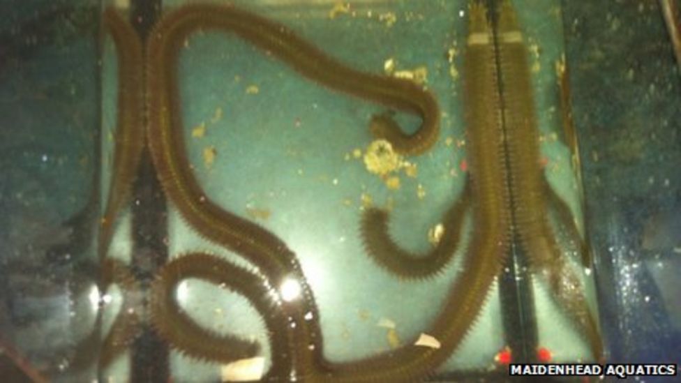 Bobbit worm found at Woking aquatics store - BBC News