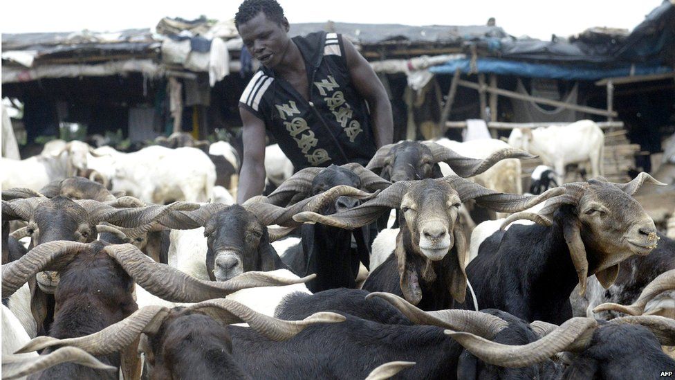 Africa in pictures: 11-17 October 2013 - BBC News