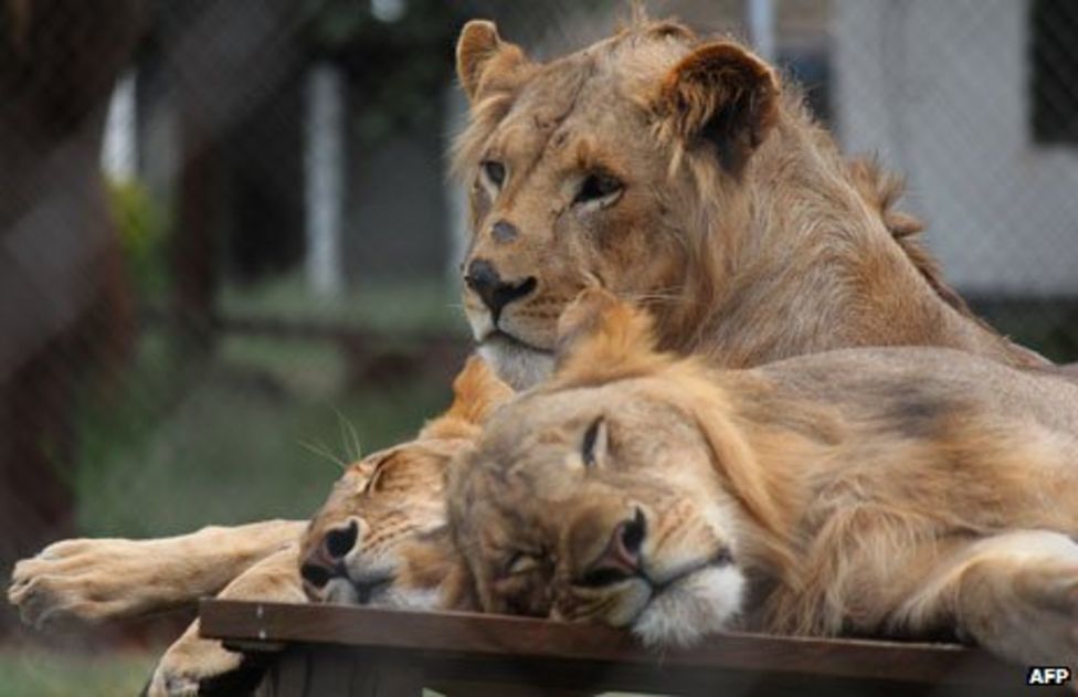 The Loop: What do you do with lion urine? - BBC News